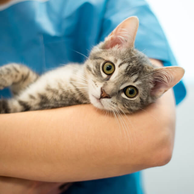 Kentmere Veterinary Hospital